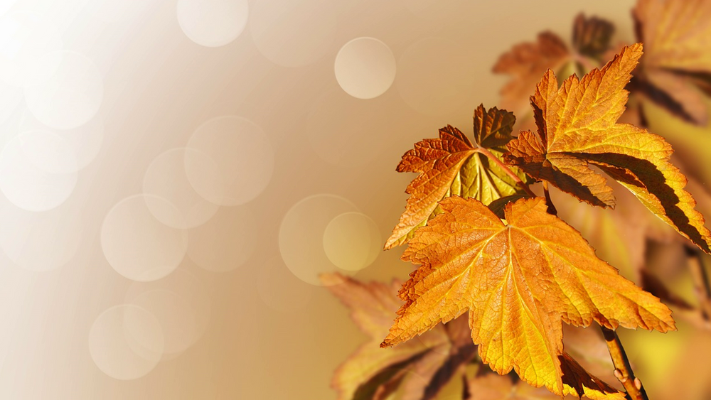 20 Thanksgiving Zoom Backgrounds for a Virtual Gathering