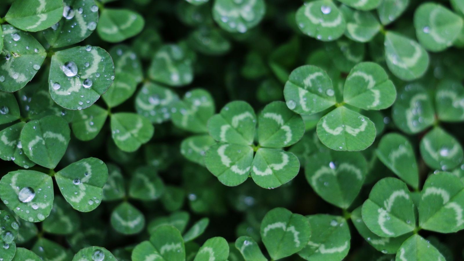 The Best St. Patrick's Day Zoom Backgrounds