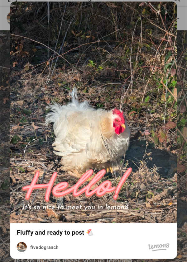 How to Use Lemon8: Post, Make Money, and Build an Audience